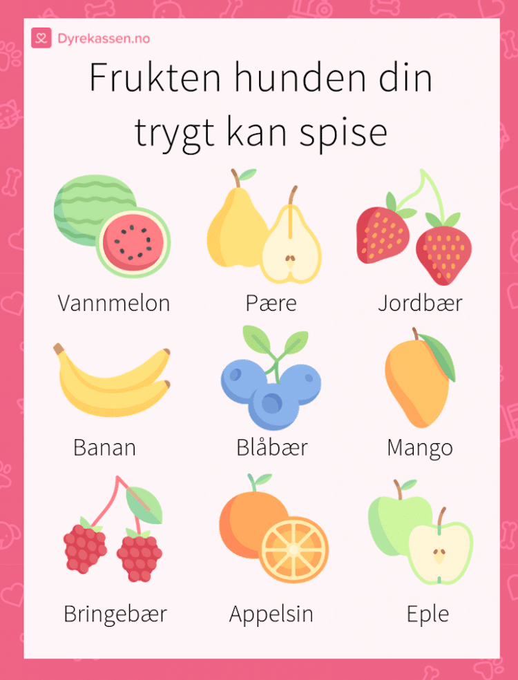 9 typer frukt hunden din kan spise - Dyrekassen
